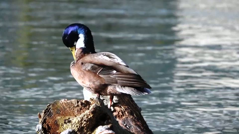 DUCK